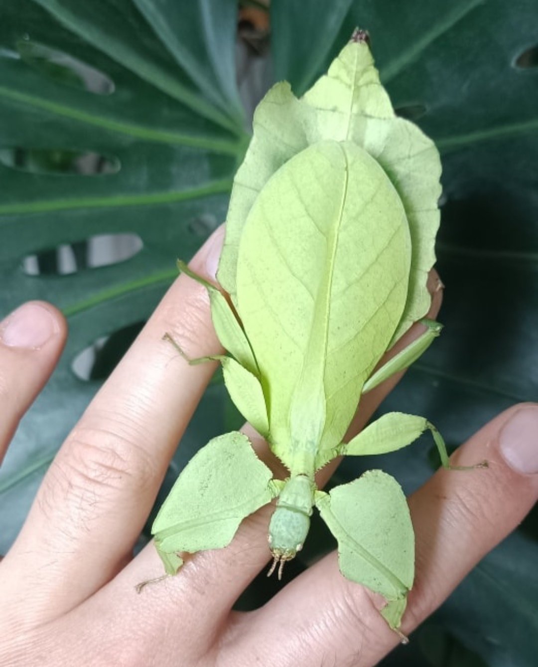 Phylliidae (lapapilvis) vabzdys • Kupu Kupu
